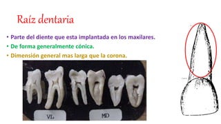 Tema 7. cuello y raíz dentaria | PPTX