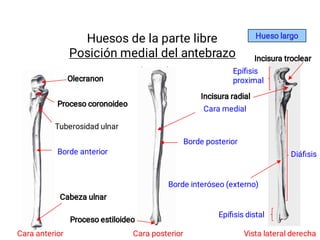 Huesos del sistema apendicular estudio completo | PDF