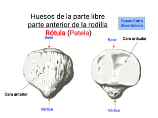 Huesos del sistema apendicular estudio completo | PDF