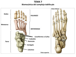 Biomecánica articular del tobillo (tibioperonea-tarso) | PPTX