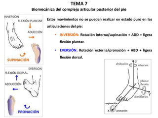 Biomecánica articular del tobillo (tibioperonea-tarso) | PPTX