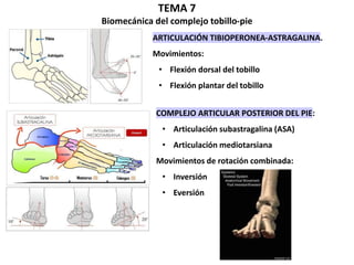 Biomecánica articular del tobillo (tibioperonea-tarso) | PPTX