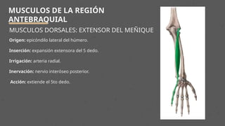 Region antebraquial. ANATOMIA HUMANApptx | PPTX