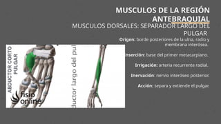 Region antebraquial. ANATOMIA HUMANApptx | PPTX