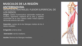 Region antebraquial. ANATOMIA HUMANApptx | PPTX