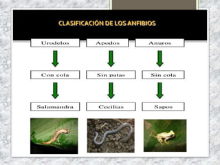 Tema 7 animales vertebrados | PPT