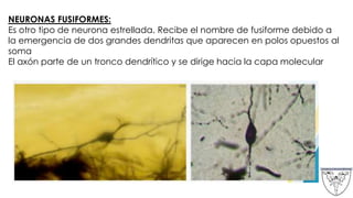 Tema 7 Corteza cerebral y cerebelosa.pptx