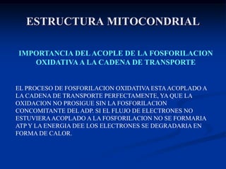 Tema N°9. Estructura Mitocondrial | PDF