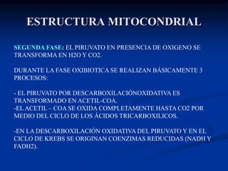 Tema N°9. Estructura Mitocondrial | PDF