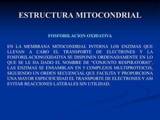 Tema N°9. Estructura Mitocondrial | PDF
