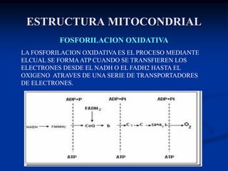 Tema N°9. Estructura Mitocondrial | PDF