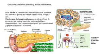 tema 7 fisiopatologia del pancrea.pptx ORGANO DE IMPORTANCIA EN EL ...