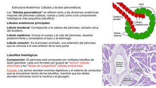 tema 7 fisiopatologia del pancrea.pptx ORGANO DE IMPORTANCIA EN EL ...