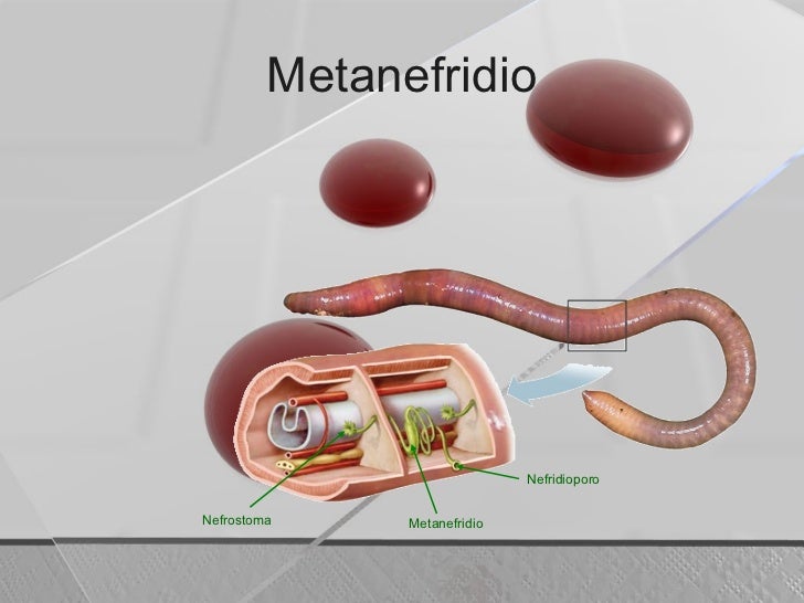 Tema 7 la nutrición en los animales iii