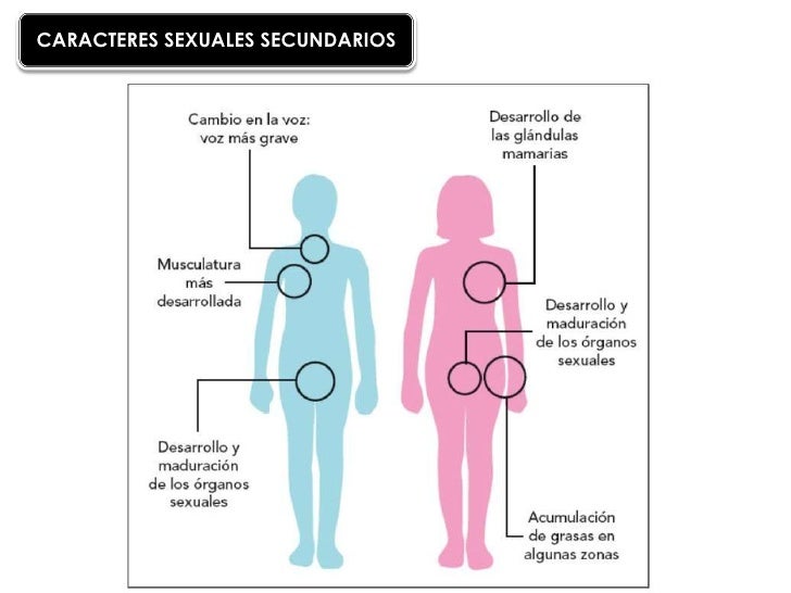 Tema 7 La Reproducción
