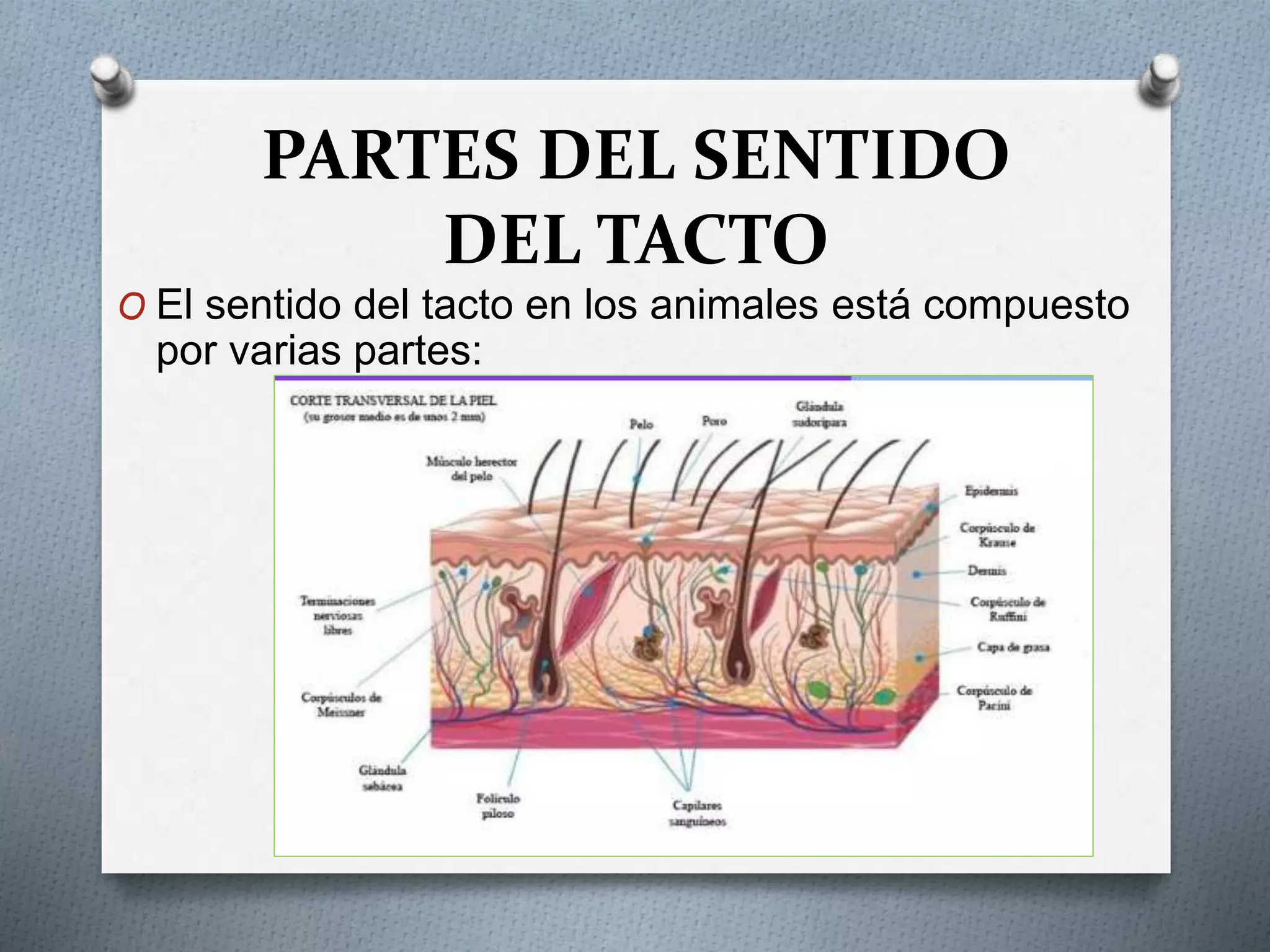 TEMA 7 LOS CINCO SENTIDOS DE LOS ANIMALES.pptx