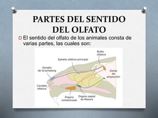 TEMA 7 LOS CINCO SENTIDOS DE LOS ANIMALES.pptx