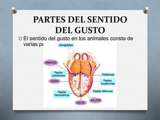 TEMA 7 LOS CINCO SENTIDOS DE LOS ANIMALES.pptx