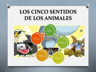 TEMA 7 LOS CINCO SENTIDOS DE LOS ANIMALES.pptx