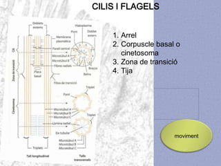 Tema 7 membranes cel·lulars i orgànuls no delimitats per membranes | PPT