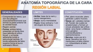 Tema 7 regiones superficiales de craneo cuello | PDF