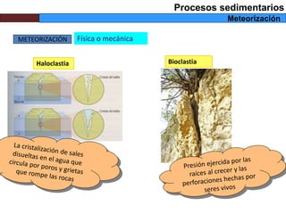 Tema 7 sedimentación y rocas sedimentarias | PPTX