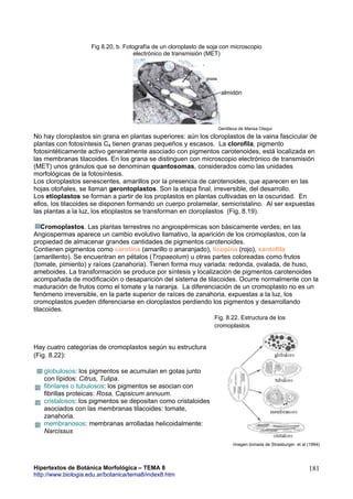 Tema8-Citoplasma- Hipertextos de Botánica Morfológica www.biologia.edu.ar