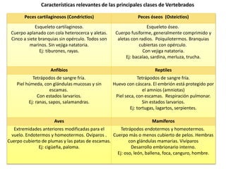 Tema 8. Clasificación y diversidad de los seres vivos | PPTX