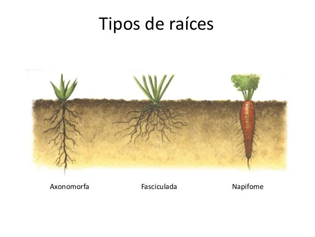 Tema 8 . las plantas