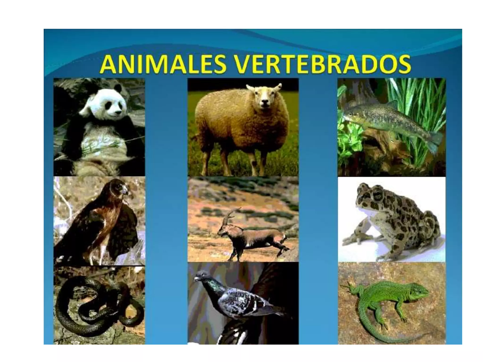 Tema 8. animales vertebrados | PPT