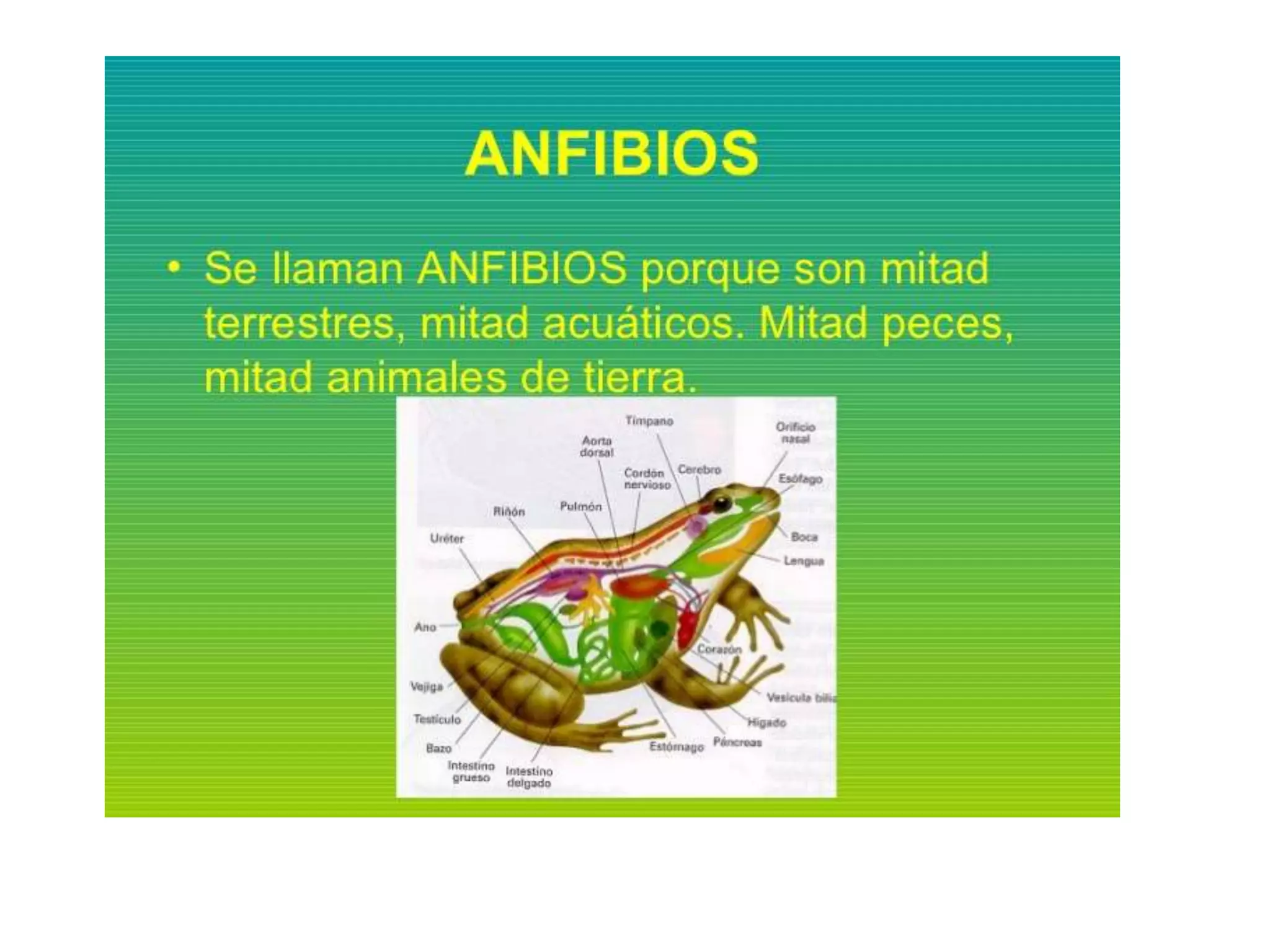 Tema 8. animales vertebrados | PPT