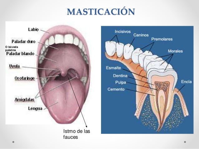 Qu Son Las Fauces Significado Caractersticas Funcin