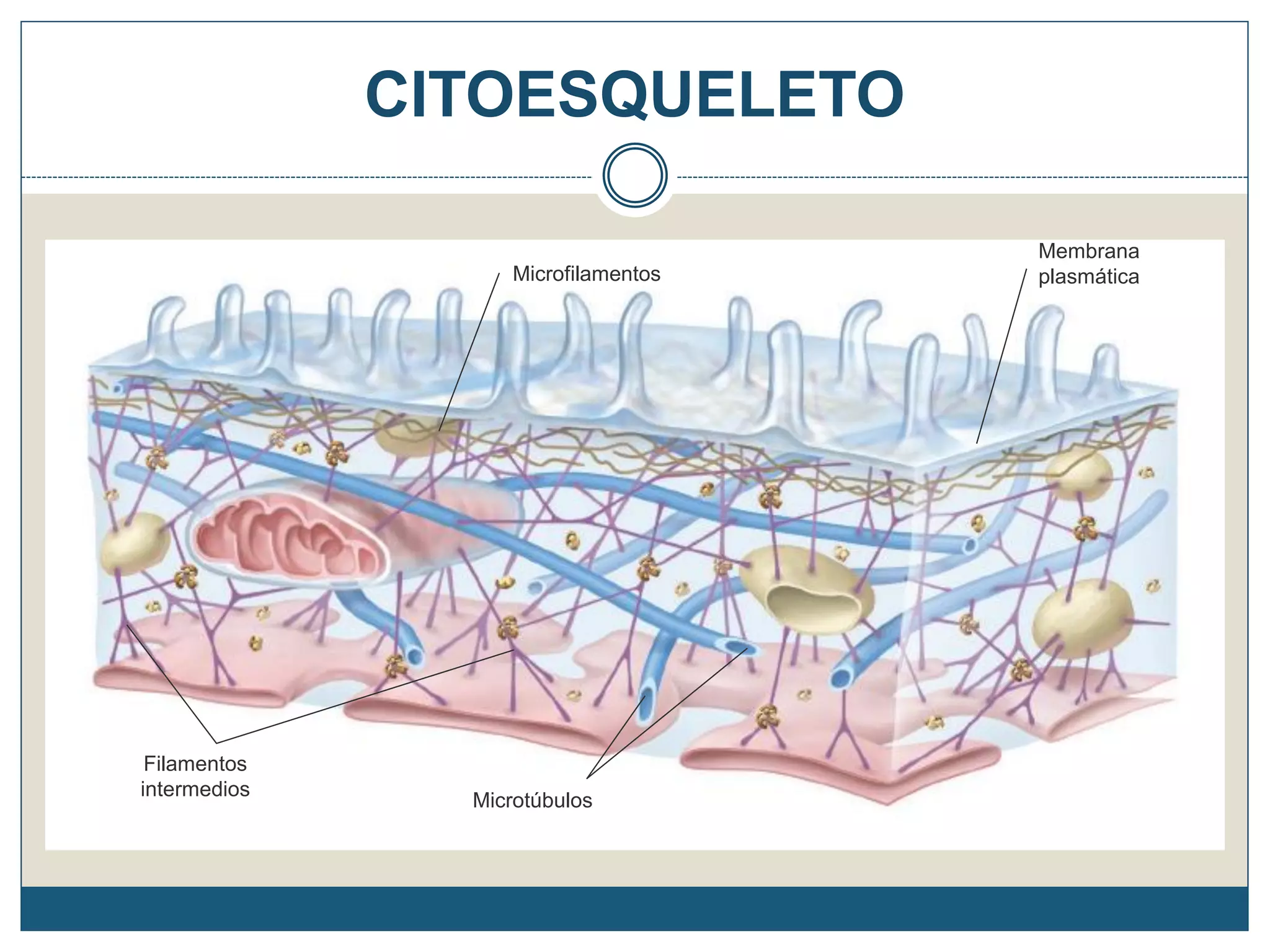 Tema 8. Citosol y citoesqueleto 2024 | PPT