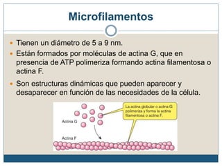 Tema 8. Citosol y citoesqueleto 2024 | PDF