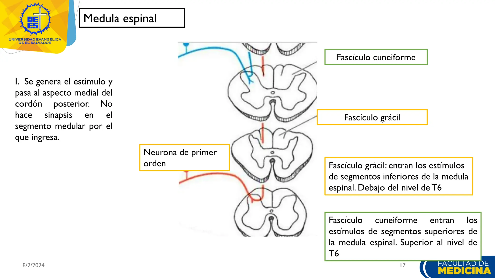 Tema 8. Vias somaticas aferentes. vía del cordon posterior y antero ...
