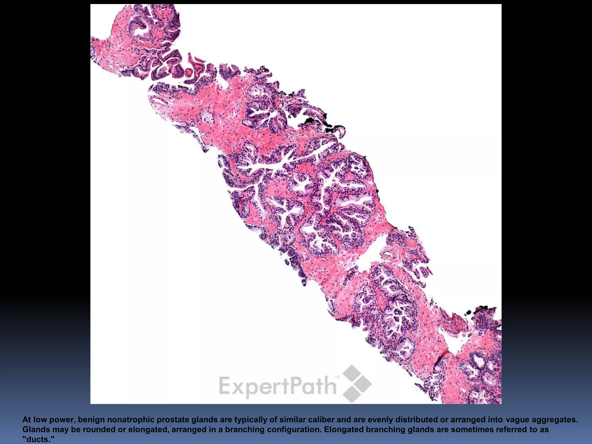 Tema 8-APARATO REPRODUCTOR MASCULINO.pdf