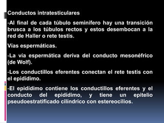 Tema 8-APARATO REPRODUCTOR MASCULINO.pdf