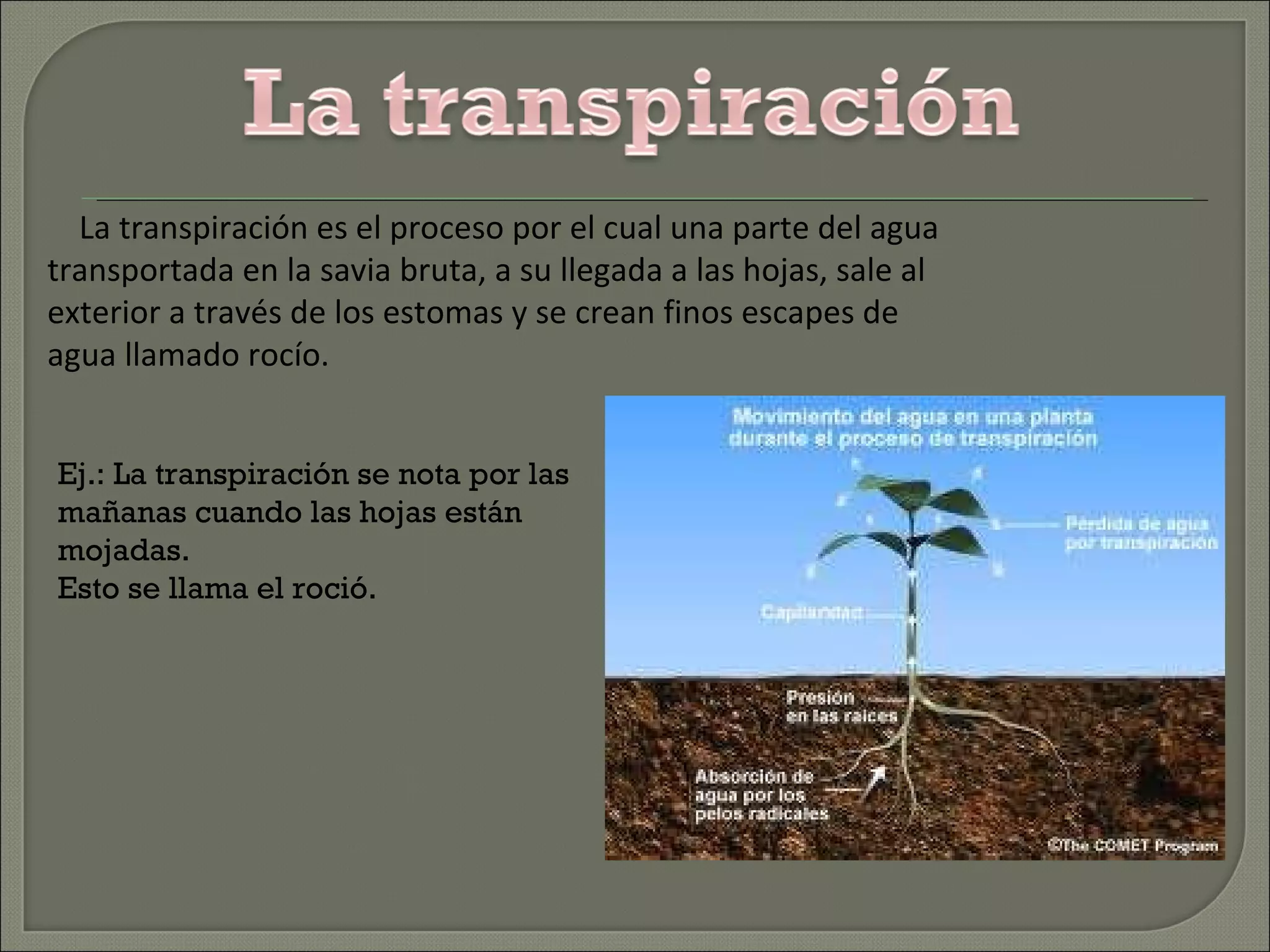 Tema 8 Nutricion De Las Plantas Ppt Descarga Gratuita
