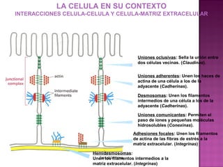 Uniones celulares | PPT