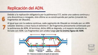 ADN y Replicación de ADN | PPTX