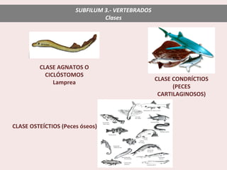 Tema 8 clasificación de los seres vivos iv | PPT