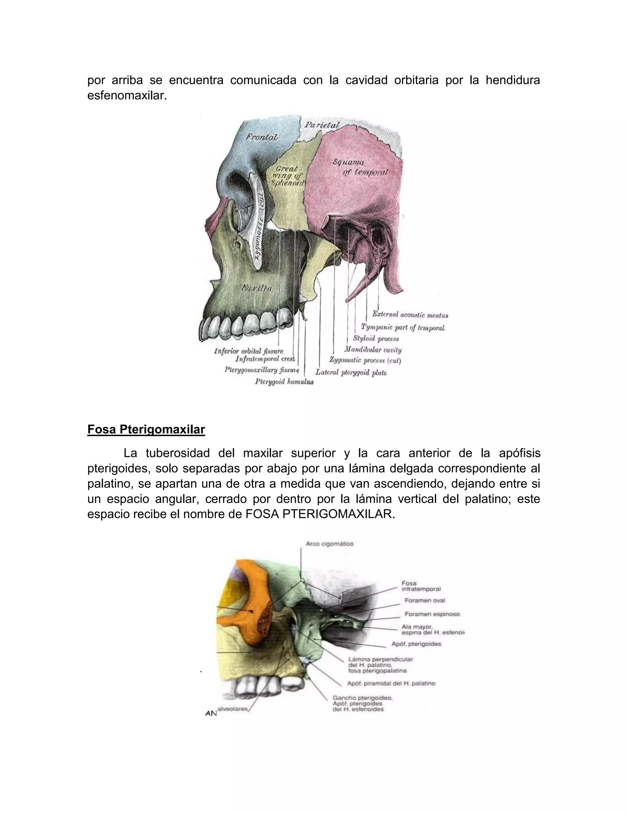 Tema 8 guía regiones profundas de la cara | PDF