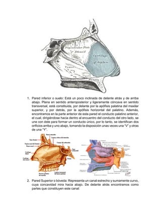 Tema 8 guía regiones profundas de la cara | PDF