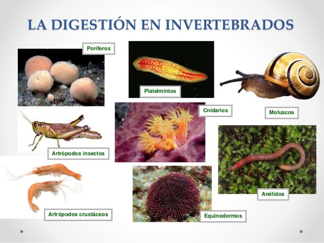 Tema 8 invertebrados