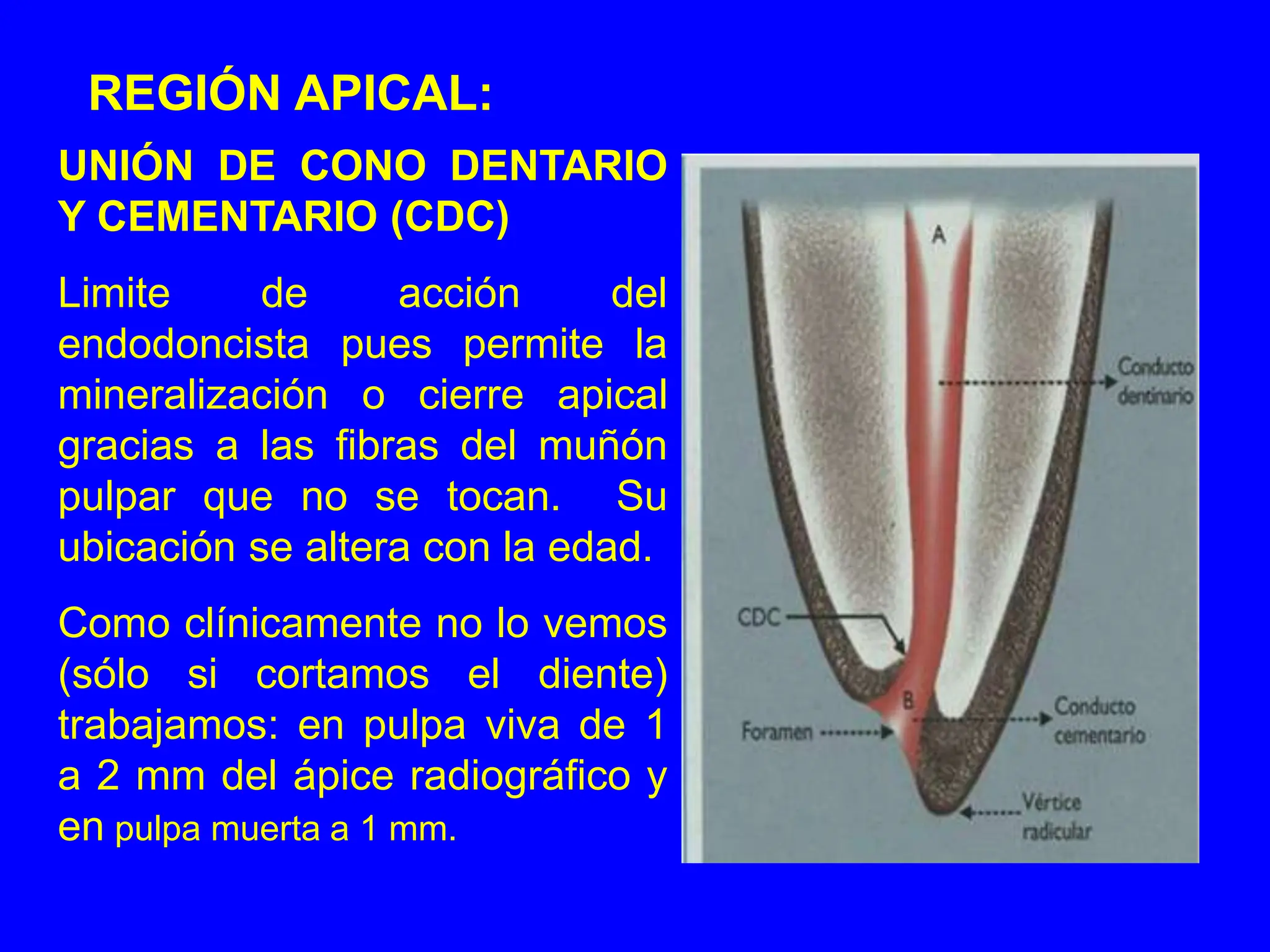 TEMAS PATOLOGÍAS APICAL Y PERIAPICAL EN ODONTOLOGIA | PPT