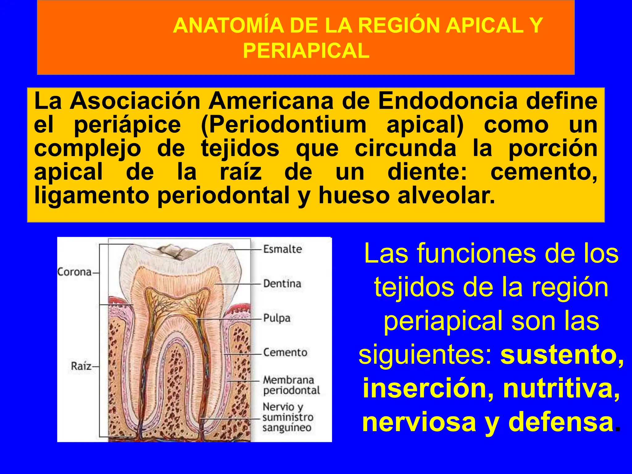 TEMAS PATOLOGÍAS APICAL Y PERIAPICAL EN ODONTOLOGIA | PPT