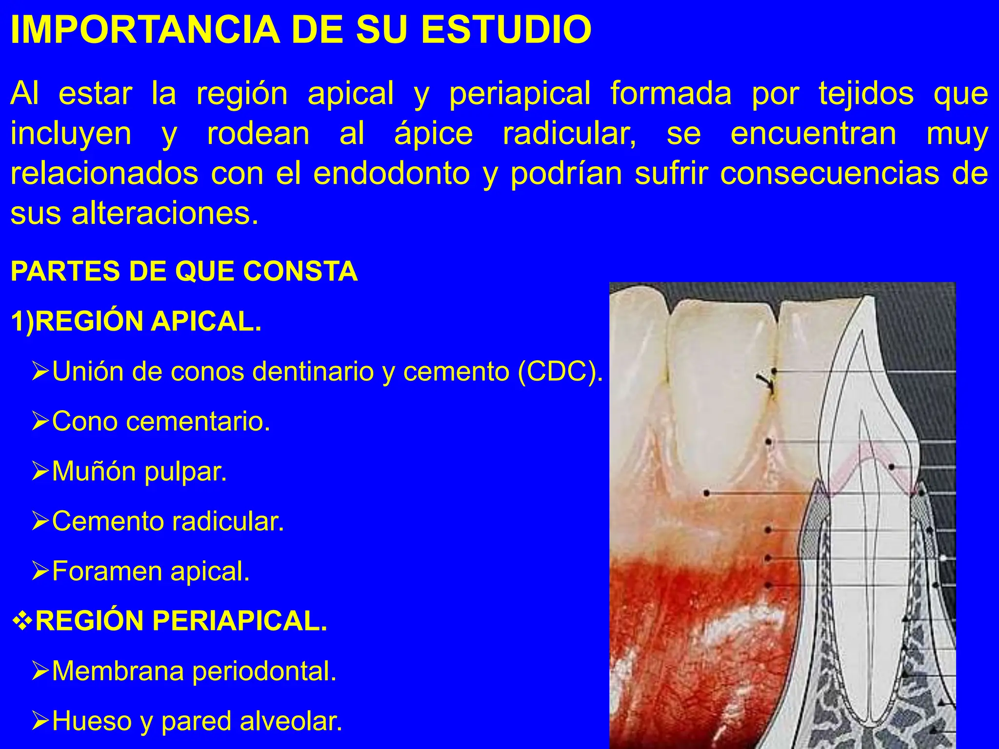 TEMAS PATOLOGÍAS APICAL Y PERIAPICAL EN ODONTOLOGIA | PPT