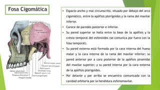 Tema 8 regiones profundas de la cara | PDF