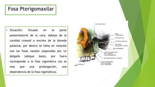 Tema 8 regiones profundas de la cara | PDF