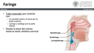 Sistema Respiratorio. Anatomía | PPTX